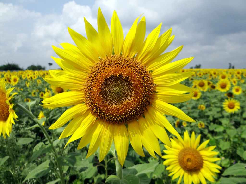 Sunflower trait. | Savvy Raj