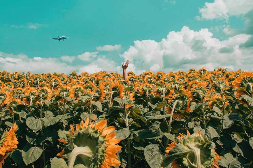 Sunflower trait. | Savvy Raj