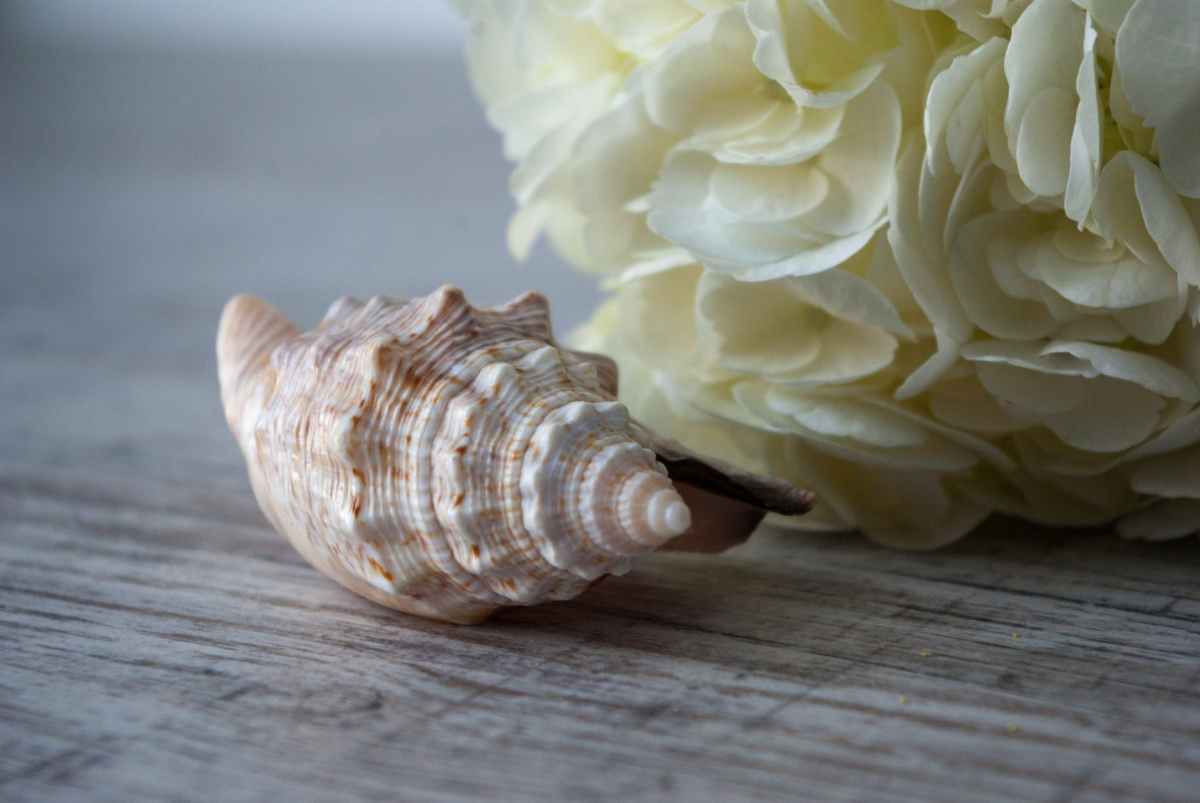 Wind in the shell | Savvy Raj